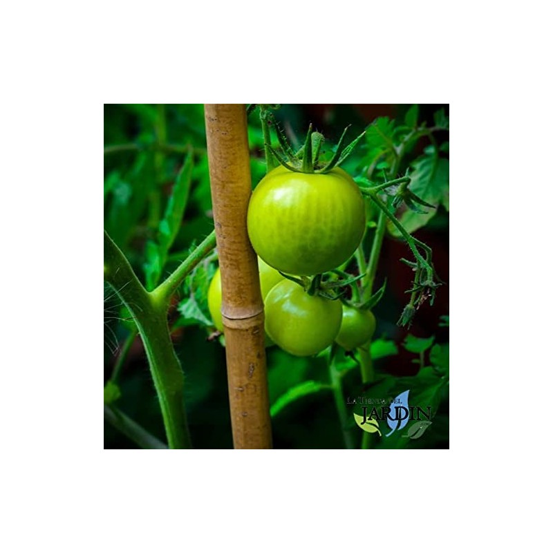 Natural Bamboo Tutorial 90 cm, 6-8 mm diameter. 500 units