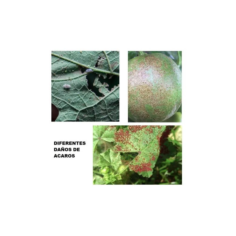 WG Masso Sulfur Fungicide against Powdery Mildew and Red Spider Mite 100g