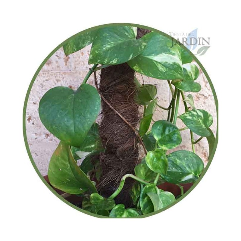 Coconut Moss Tutor 80 cm, 32 mm diameter. 24 units